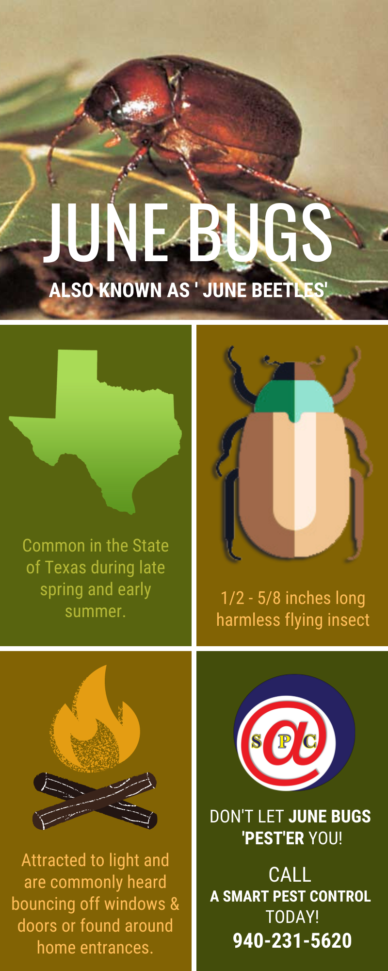 June Beetle Life Cycle